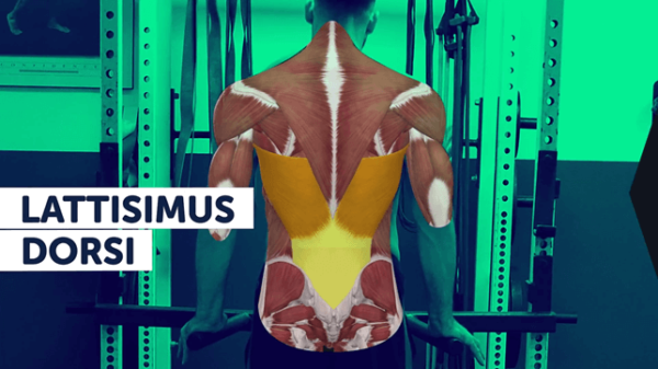 9 Best Exercises for Bigger Lats (V-Taper) - Gravity Transformation