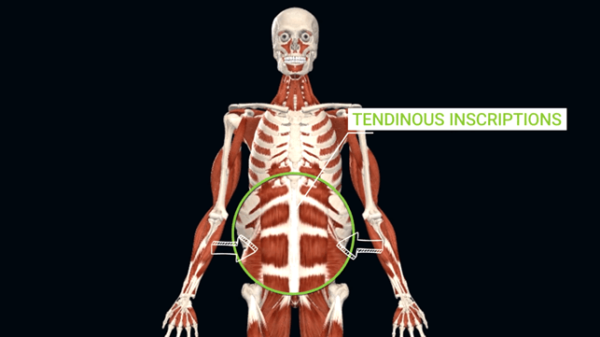 10 Things NO ONE TELLS YOU About ABS - Gravity Transformation