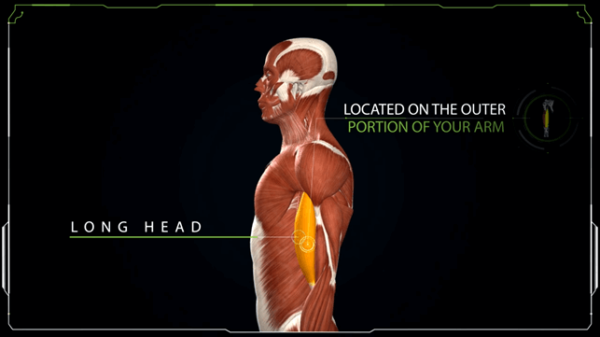 10 Best Exercises for Bigger Bicep Peaks - Gravity Transformation